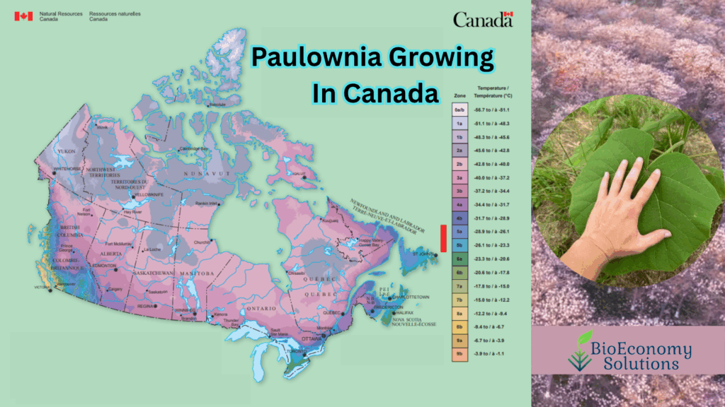Paulownia Growing In Canada – BioEconomy Solutions